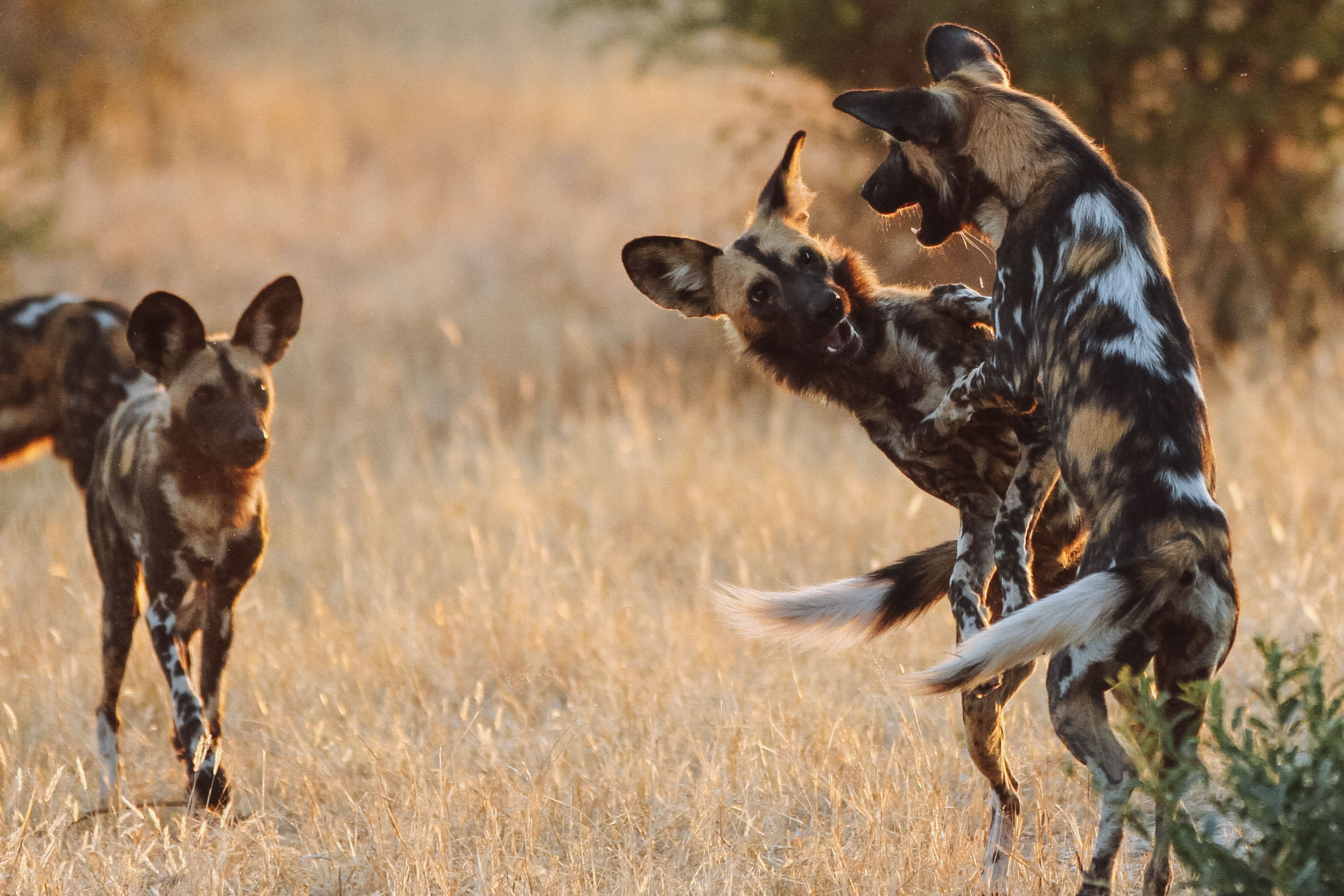Ruaha - African Wild Dogs
