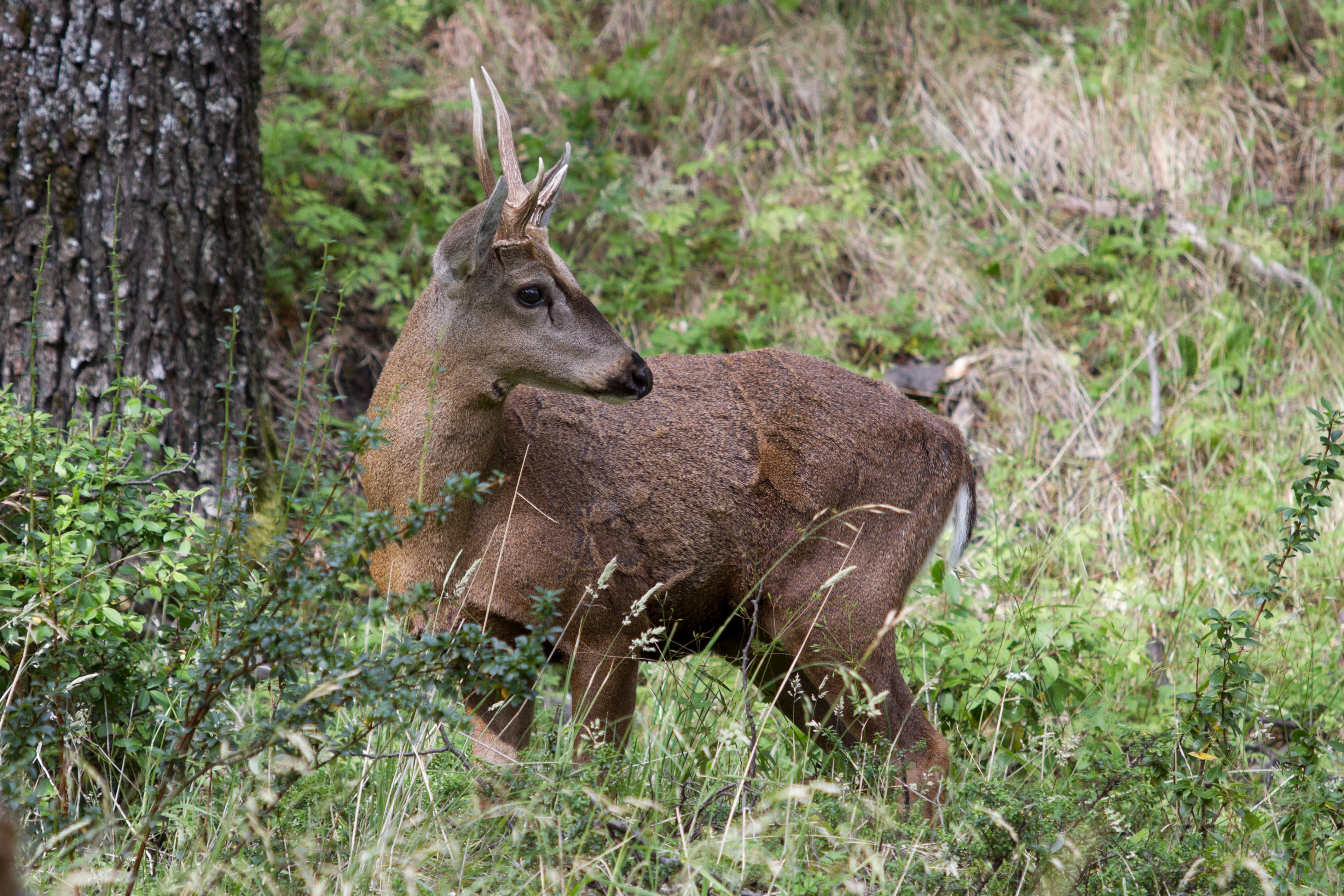 Chile wildlife guide