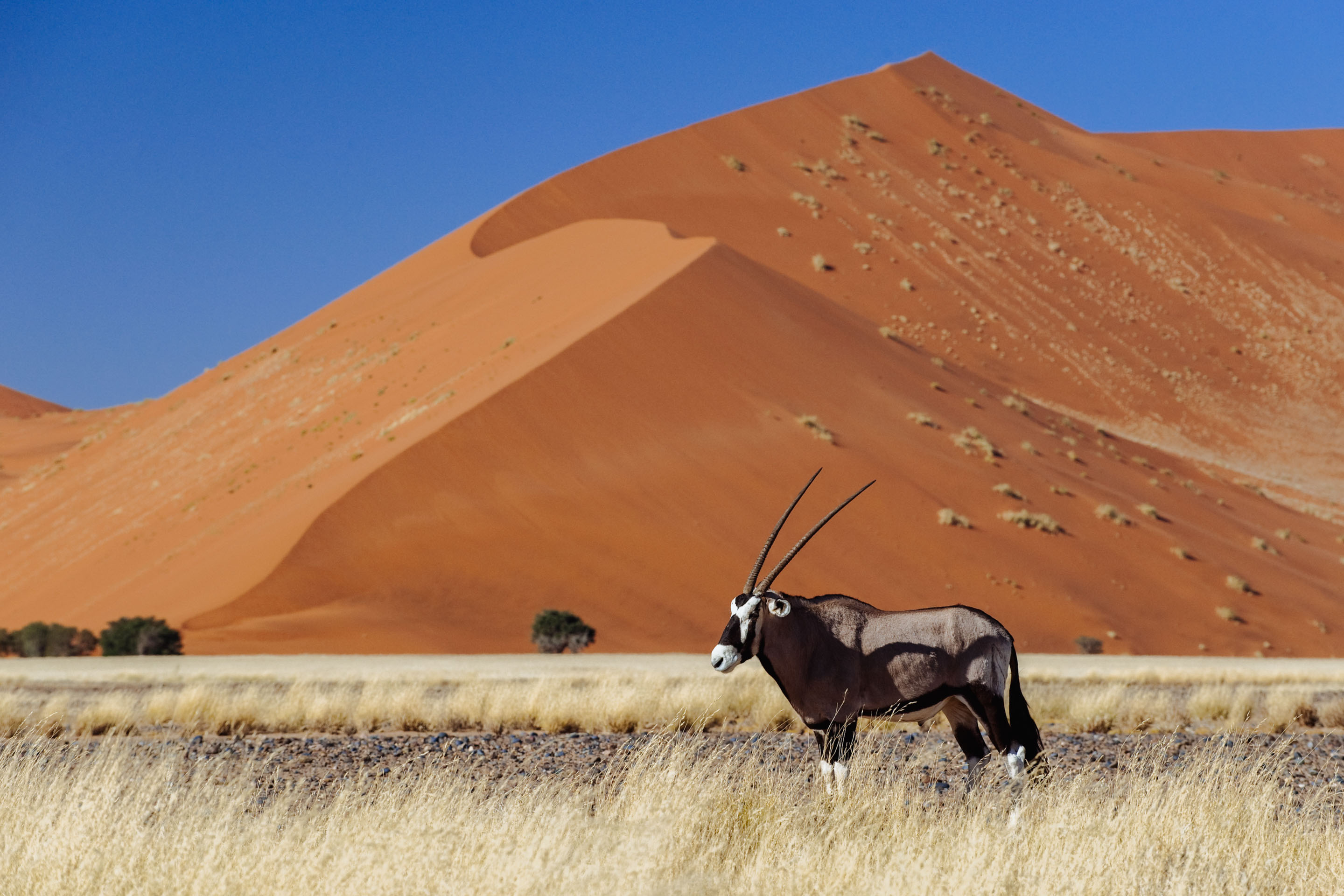 Design your Namibia safari online | Timbuktu Travel