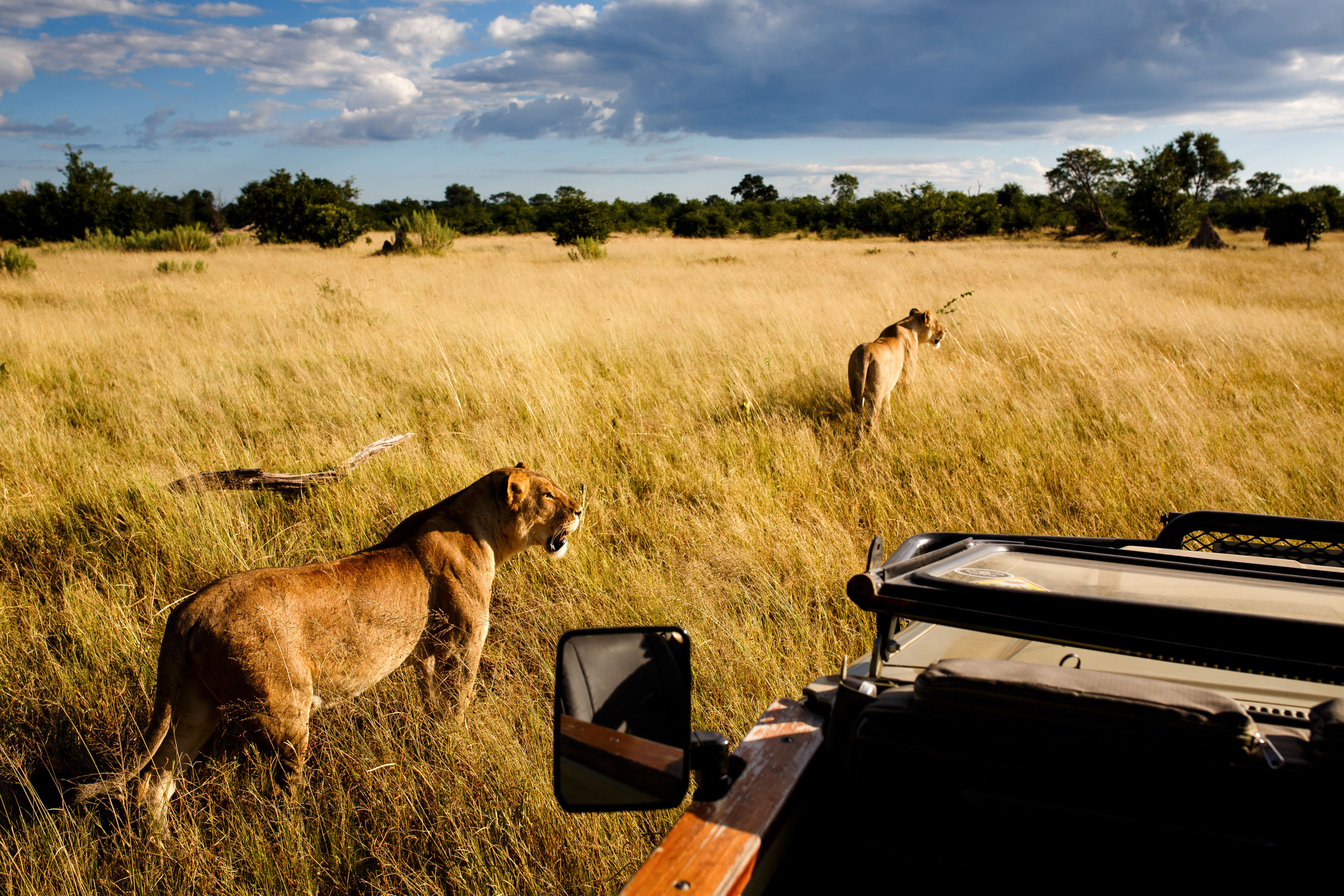 Golden Africa Safaris, Botswana | Timbuktu Travel
